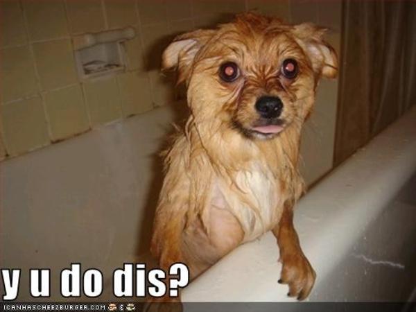 [Image - 547565] | Y U Do Dis? | Know Your Meme