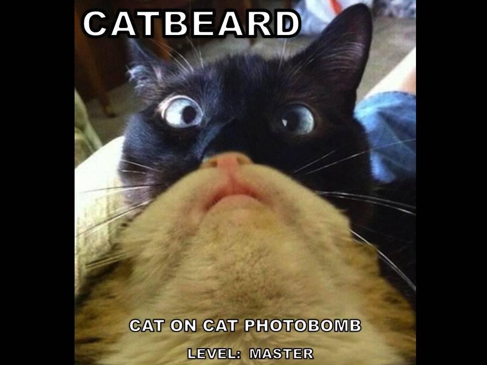 [Image - 550673] | Cat Beards | Know Your Meme