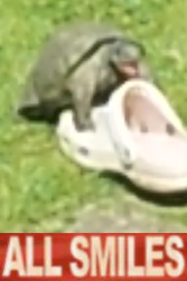 more meme | Tortoise Sex Face | Know Your Meme