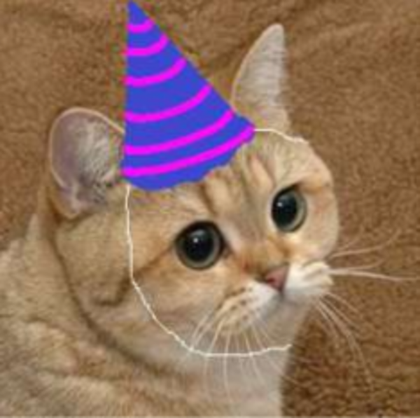 Stare Cat Party Hat | Starecat / Grafics Cat | Know Your Meme