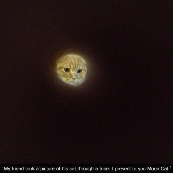 Moon Cat | Cats | Know Your Meme