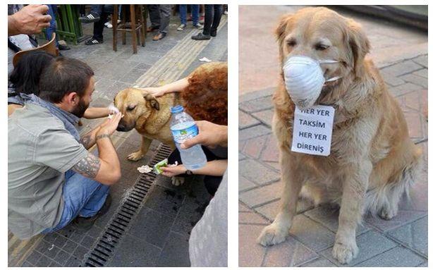 Tear Gassed Dog in Turkey | Occupy Gezi | Know Your Meme