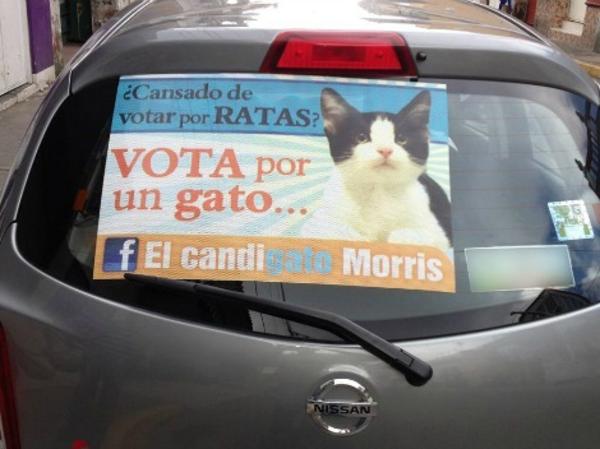 Morris sticker in a car | El CandiGato Morris (Morris the Cat-idate ...