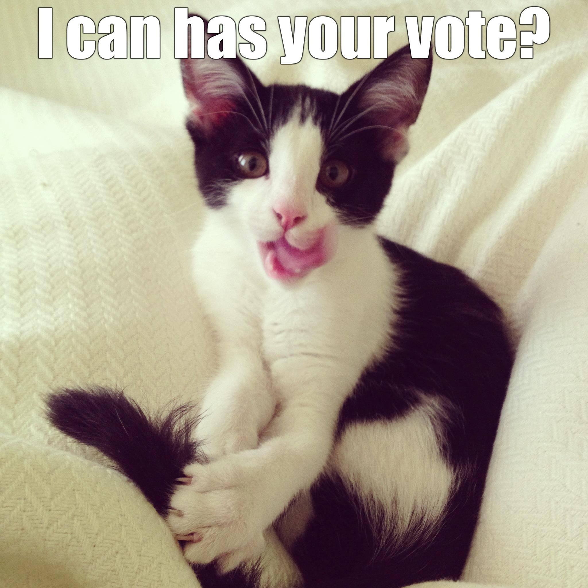 Can I has vote? | El CandiGato Morris (Morris the Cat-idate) | Know ...