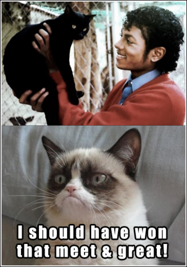 Grumpy cat | Grumpy Cat | Know Your Meme