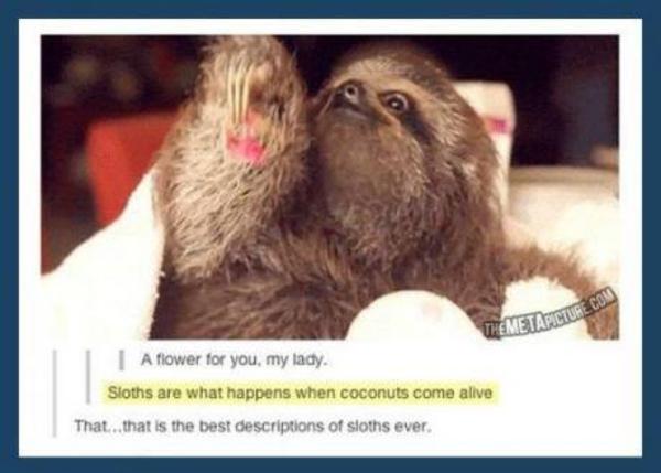 [Image - 561931] | Sloths | Know Your Meme