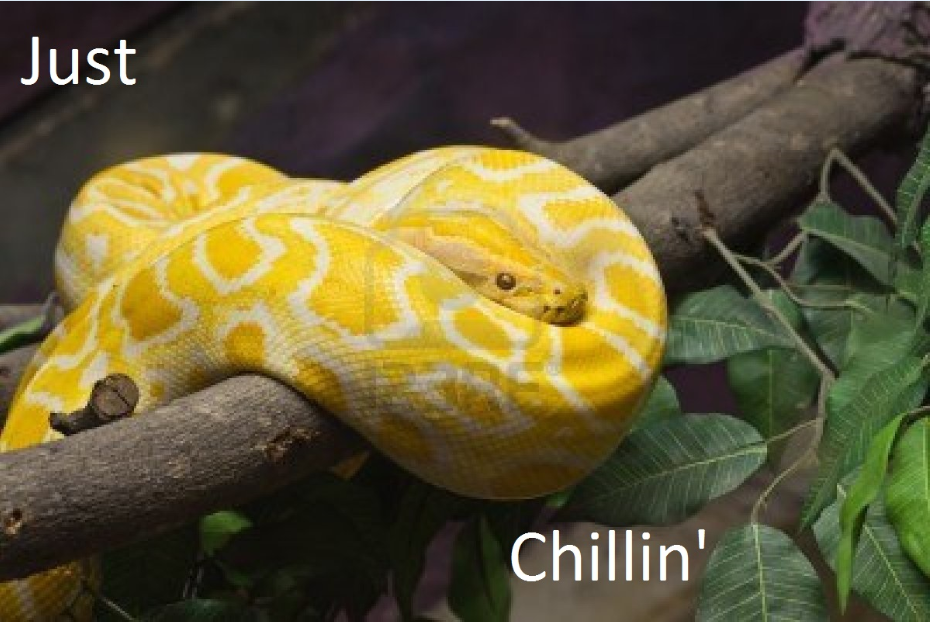 Just Chillin' | Just Chillin' | Know Your Meme