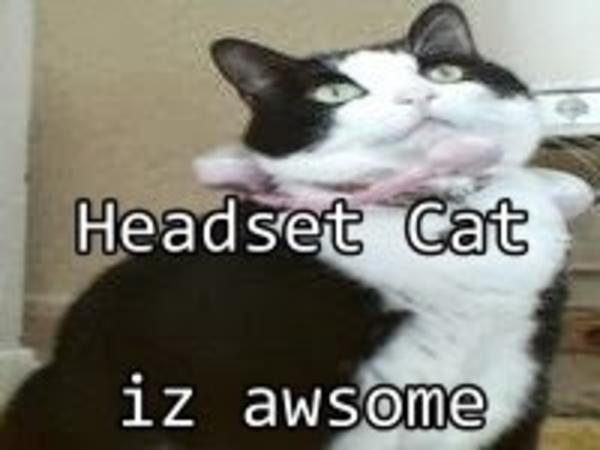 The LOL Headset Cat | Headset Cat | Know Your Meme