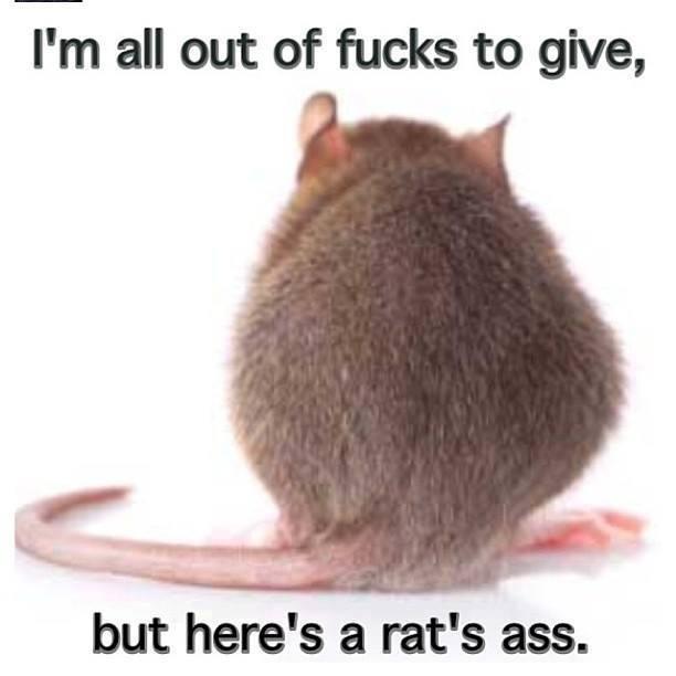 A Rat's Ass | Look At All The Fucks I Give | Know Your Meme