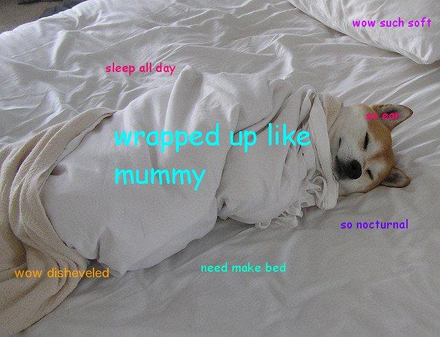 Doge on a Bed | Doge | Know Your Meme