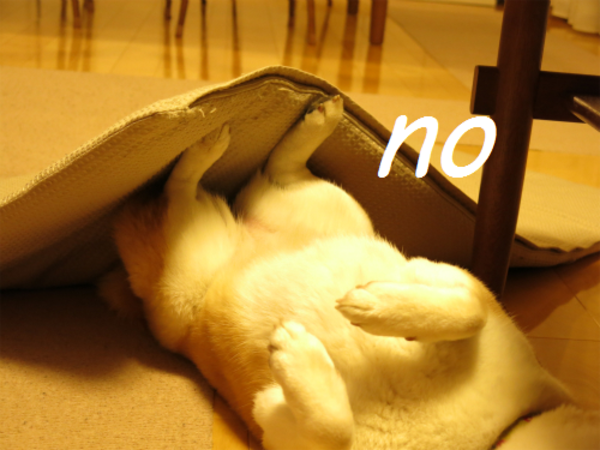 no | Doge | Know Your Meme