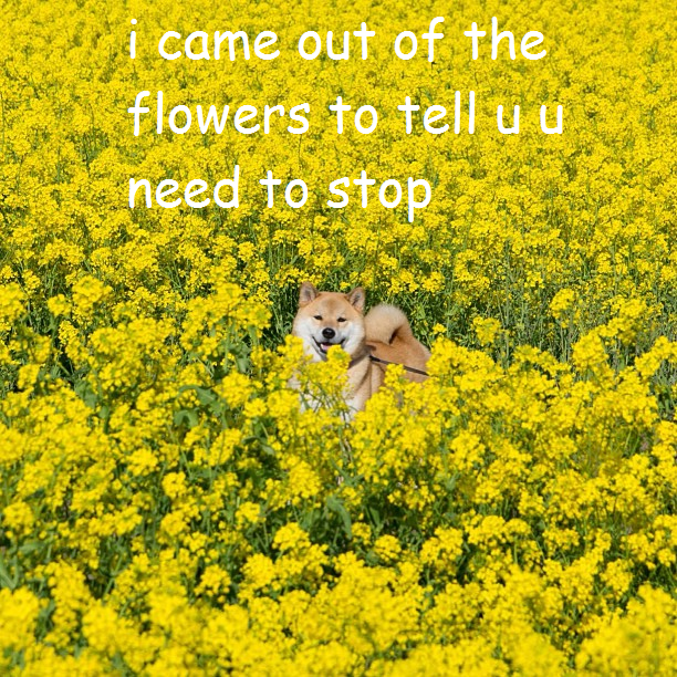 u need to stop | Doge | Know Your Meme