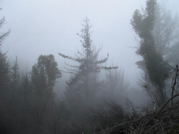 SCP-416 "Infinite Forest" | SCP Foundation | Know Your Meme