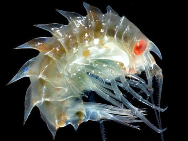 Sea Flea | Damn Nature, You Scary! | Know Your Meme