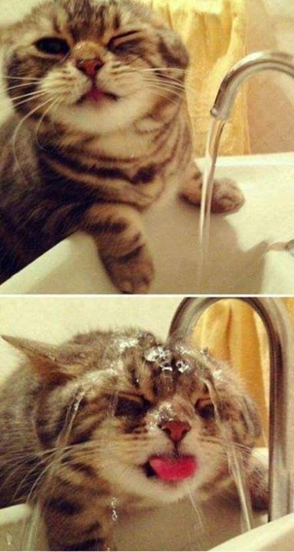 [Image - 588932] | Cats | Know Your Meme