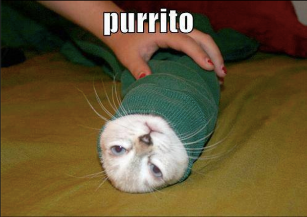 Repost? | Cats | Know Your Meme