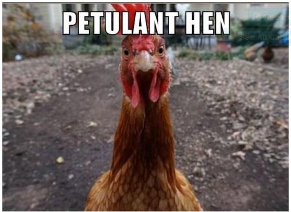 Petulant Hen | Know Your Meme
