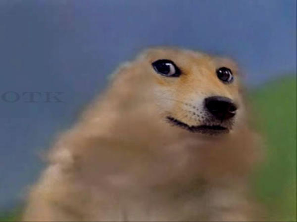 doge | Doge | Know Your Meme