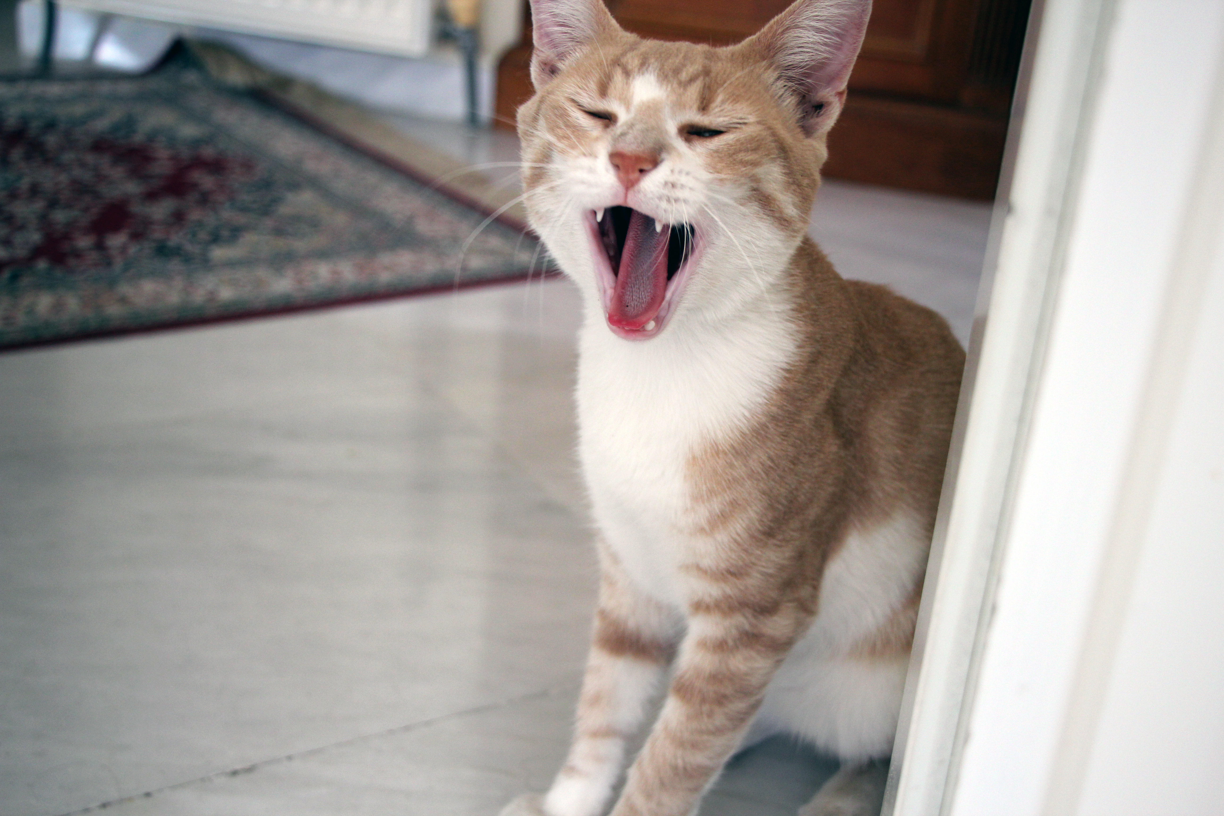 Justin kitty yawning | Know Your Meme