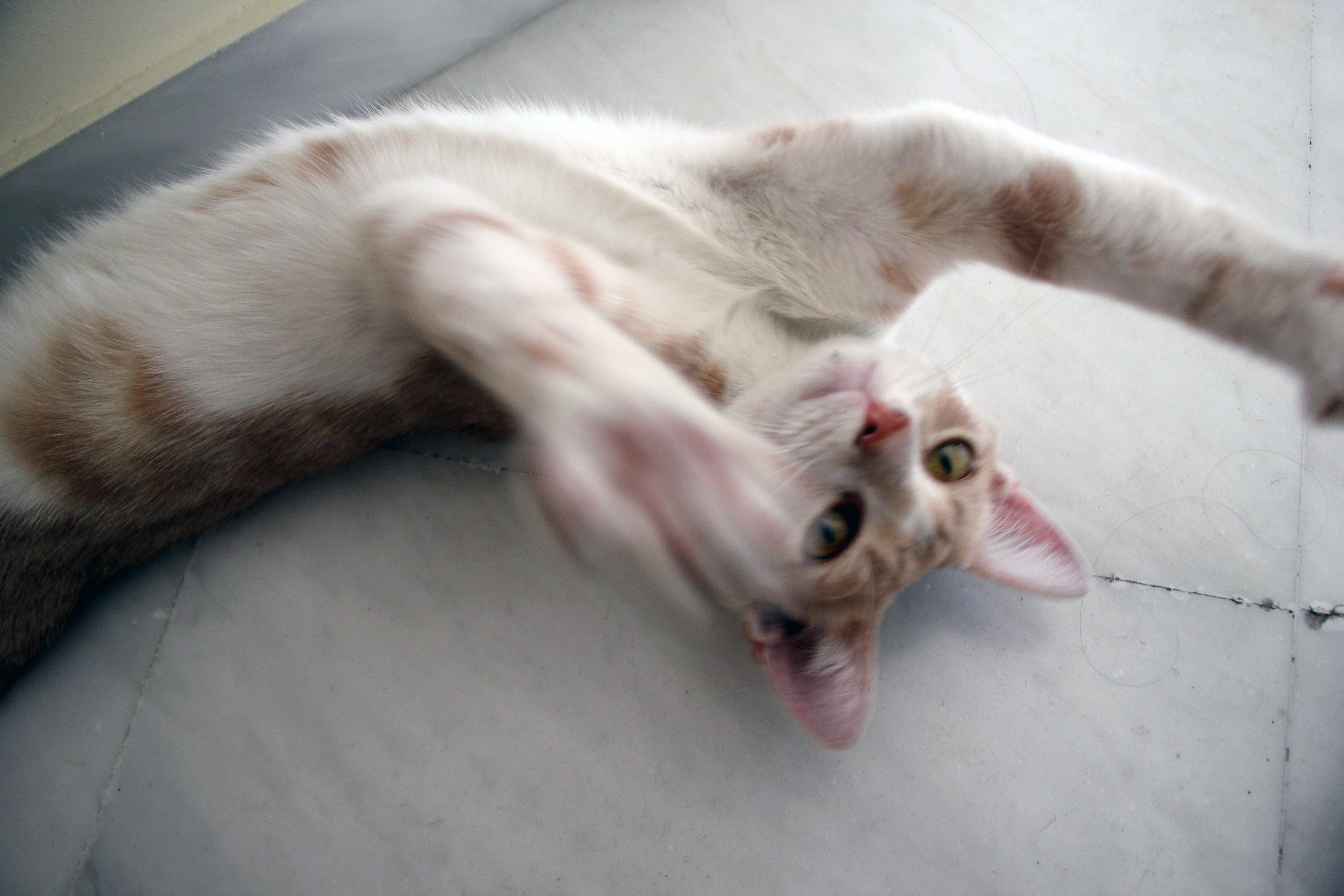 Justin kitty stretching | Know Your Meme