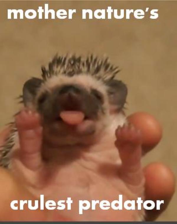 [Image - 601584] | Animals | Know Your Meme