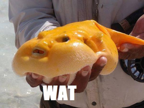WAT Fish | Wat | Know Your Meme