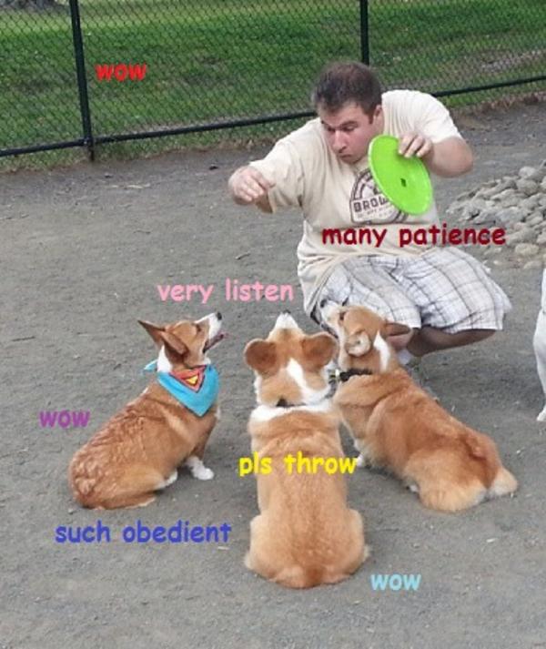 [Image - 606440] | Doge | Know Your Meme