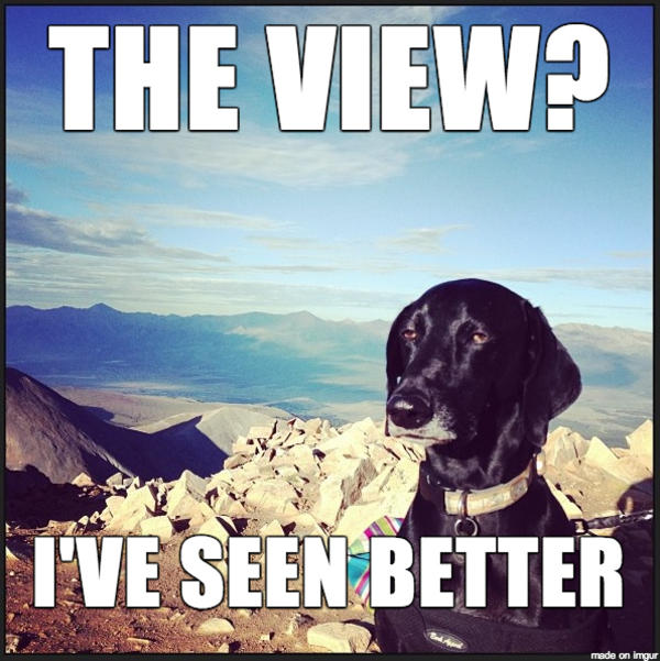 [Image - 606916] | Unimpressed Dog | Know Your Meme