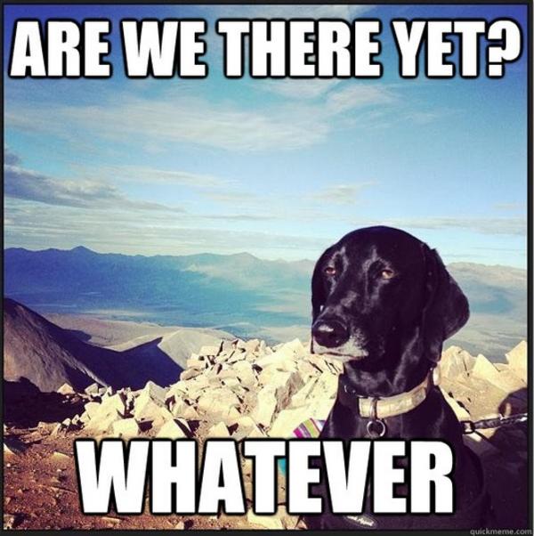 [Image - 606927] | Unimpressed Dog | Know Your Meme