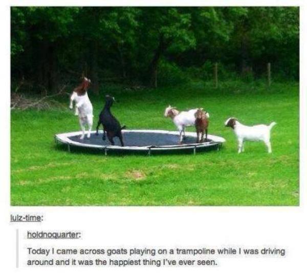 [Image - 607121] | Goats | Know Your Meme