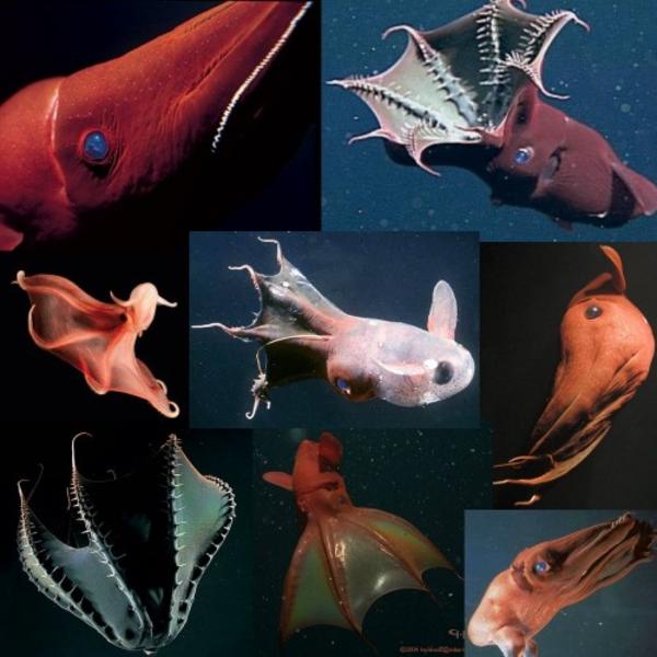It's Scientific Name Translates to "Vampire Squid of Hell" | Damn ...