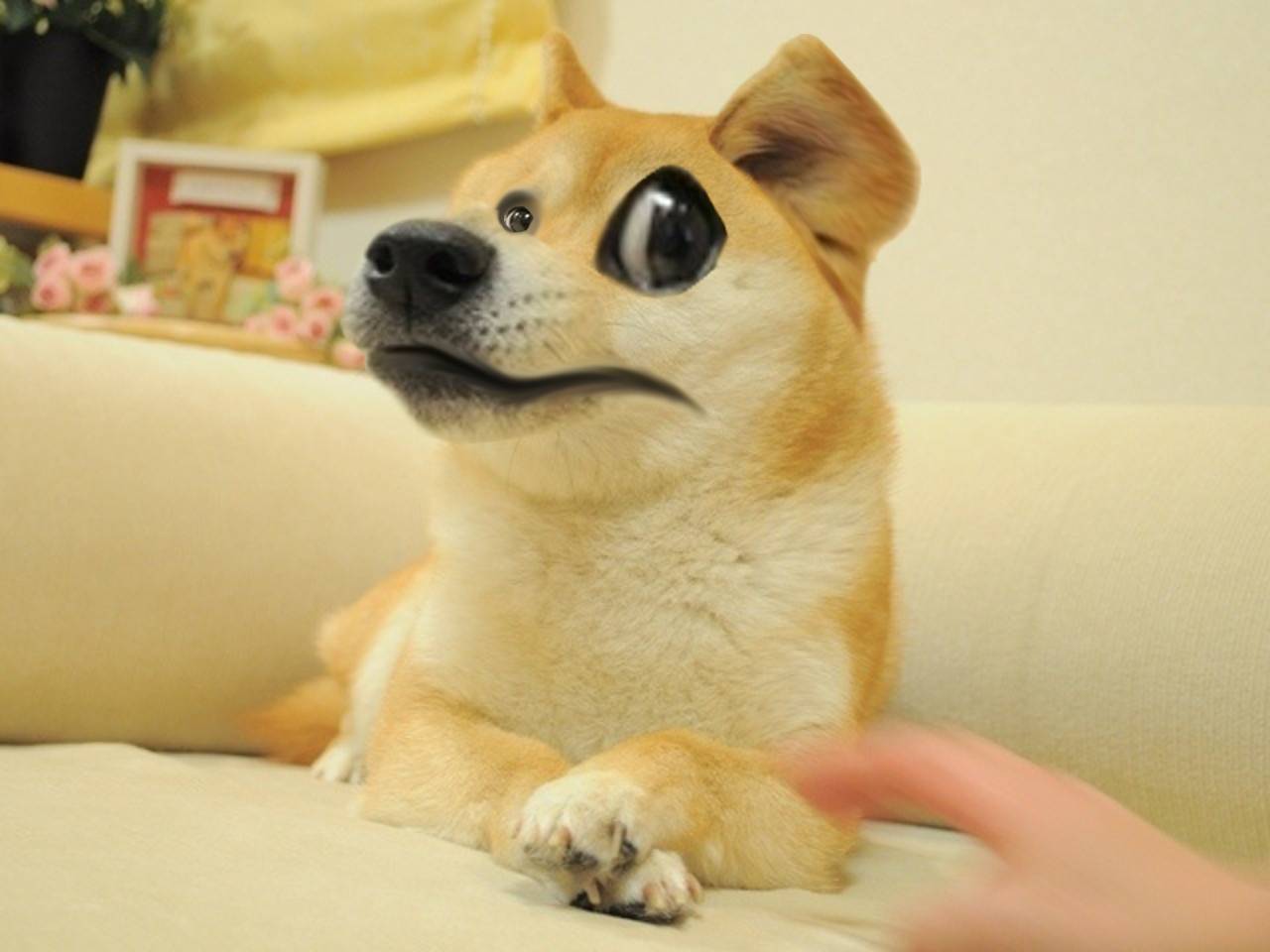 Such Doge Doge Know Your Meme