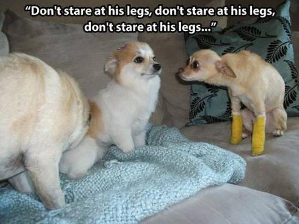 Legs | Dogs | Know Your Meme