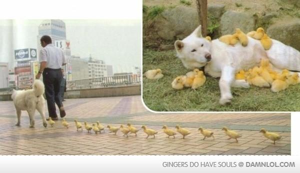 I Made Some Friends | Animals | Know Your Meme