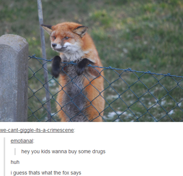 [Image - 626375] | Tumblr | Know Your Meme