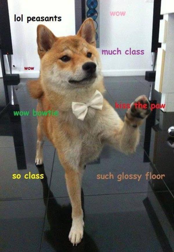 [Image - 626402] | Doge | Know Your Meme