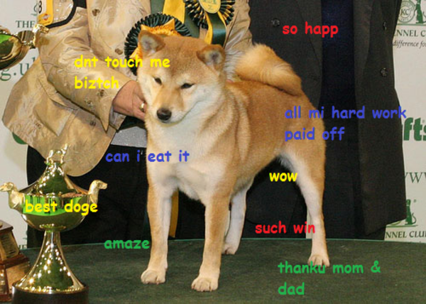 best doge | Doge | Know Your Meme