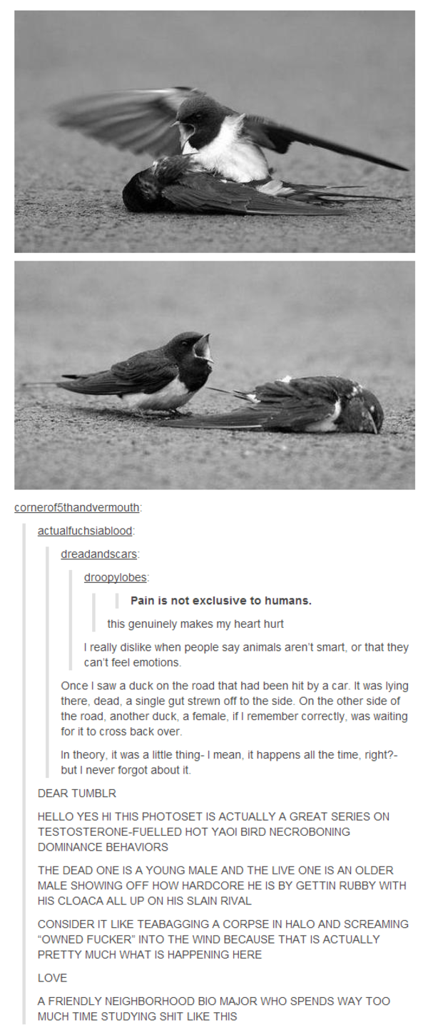 Thanks for clarifying that | Birds | Know Your Meme