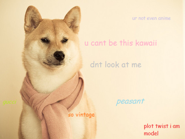 [Image - 637543] | Doge | Know Your Meme
