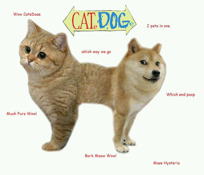 CateDoge | Doge | Know Your Meme