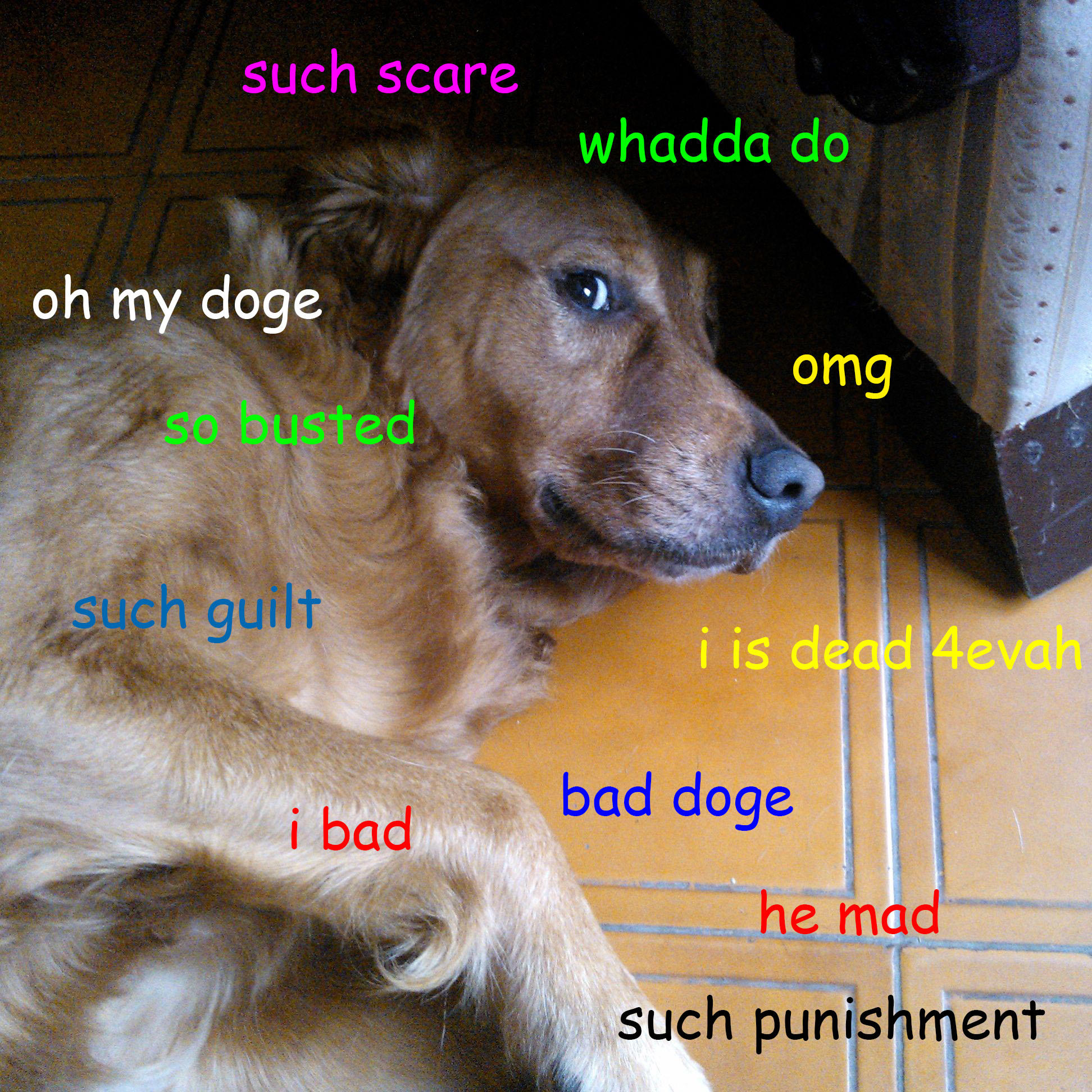 Doge golden retriever | Doge | Know Your Meme