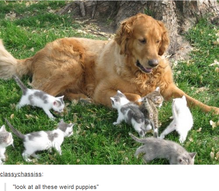 [Image - 639344] | Animals | Know Your Meme