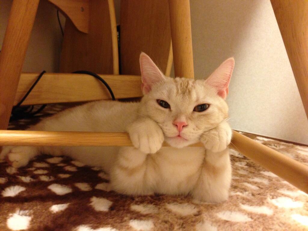 [Image - 639419] | Whatcha Thinkin Bout? | Know Your Meme