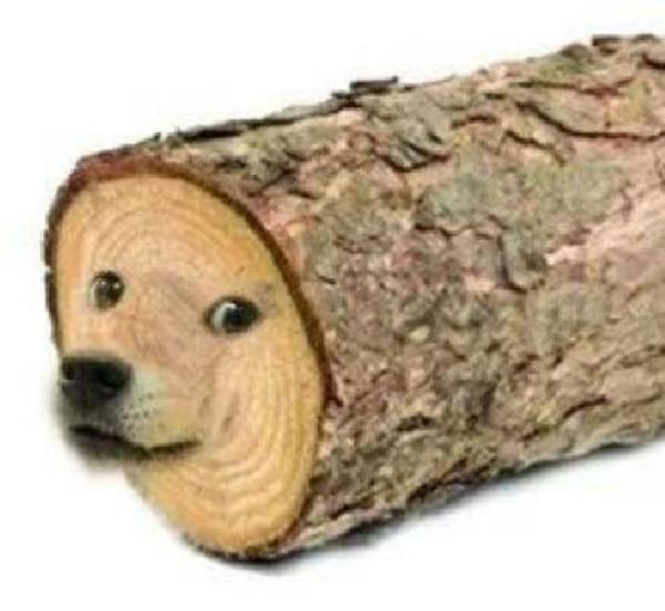 Can't have tree without bark. | Doge | Know Your Meme