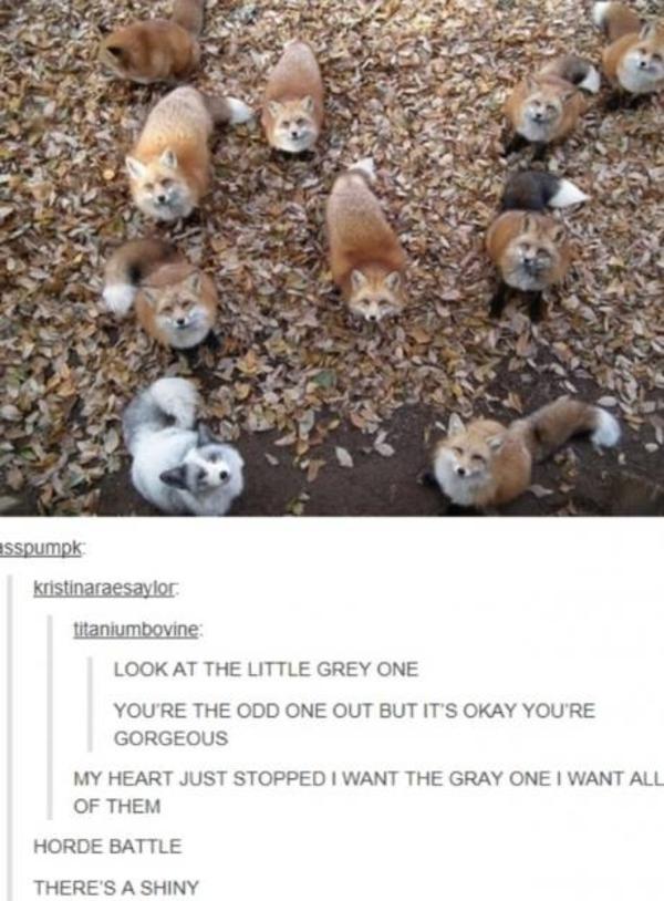 [Image - 642155] | Foxes | Know Your Meme