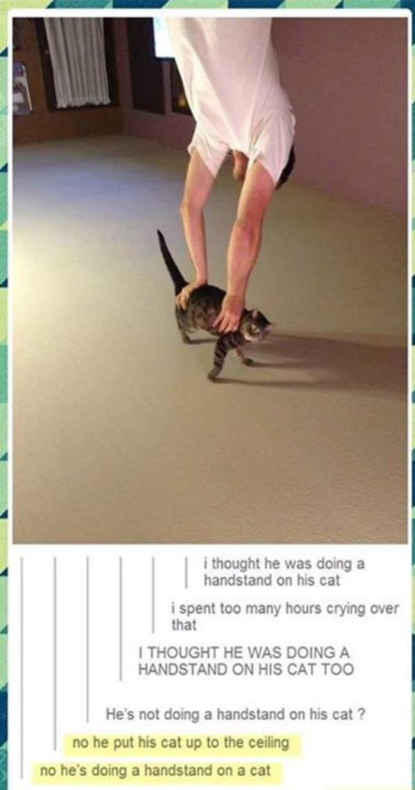 [Image - 643222] | Cats | Know Your Meme