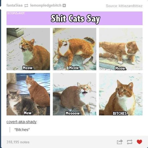 [Image - 643223] | Cats | Know Your Meme