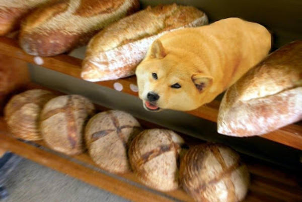 [Image - 644112] | Doge | Know Your Meme