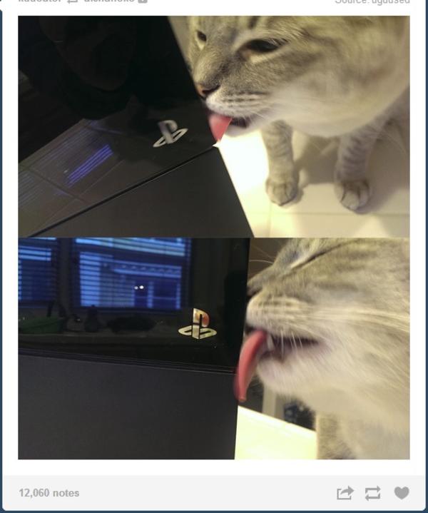 I heard you like to play video games | Cats | Know Your Meme