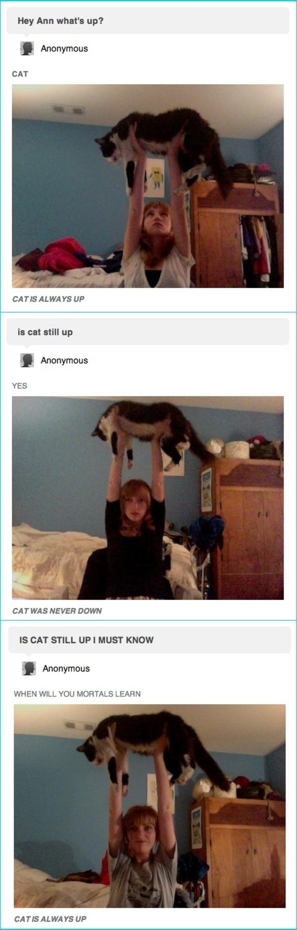 Cat is always up! | Cats | Know Your Meme